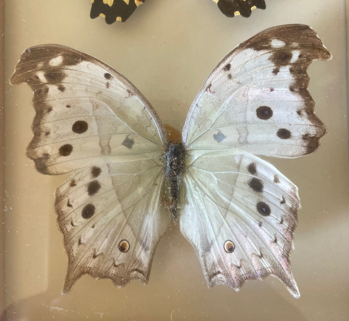 A butterfly specimen box – Iris & Mabel Online